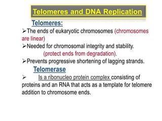 Dna replication in eukaryotes | PPT