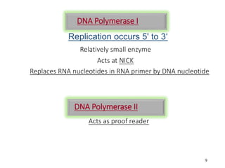 Dna replication in eukaryotes | PPT