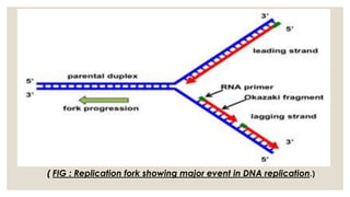 DNA Replication In Eukaryotes (Bsc.Zoology) | PDF