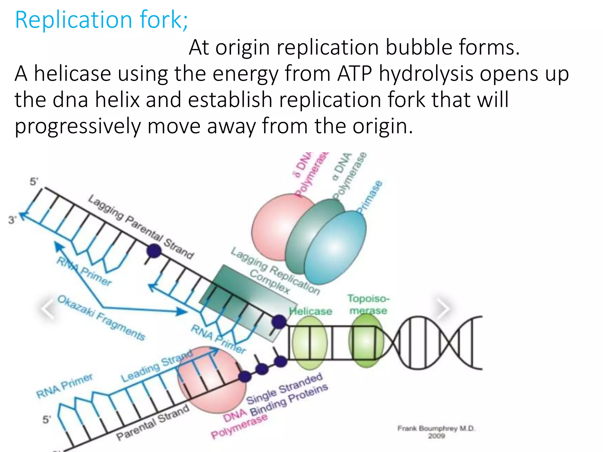 Dna replication in eukaryotes | PPTX