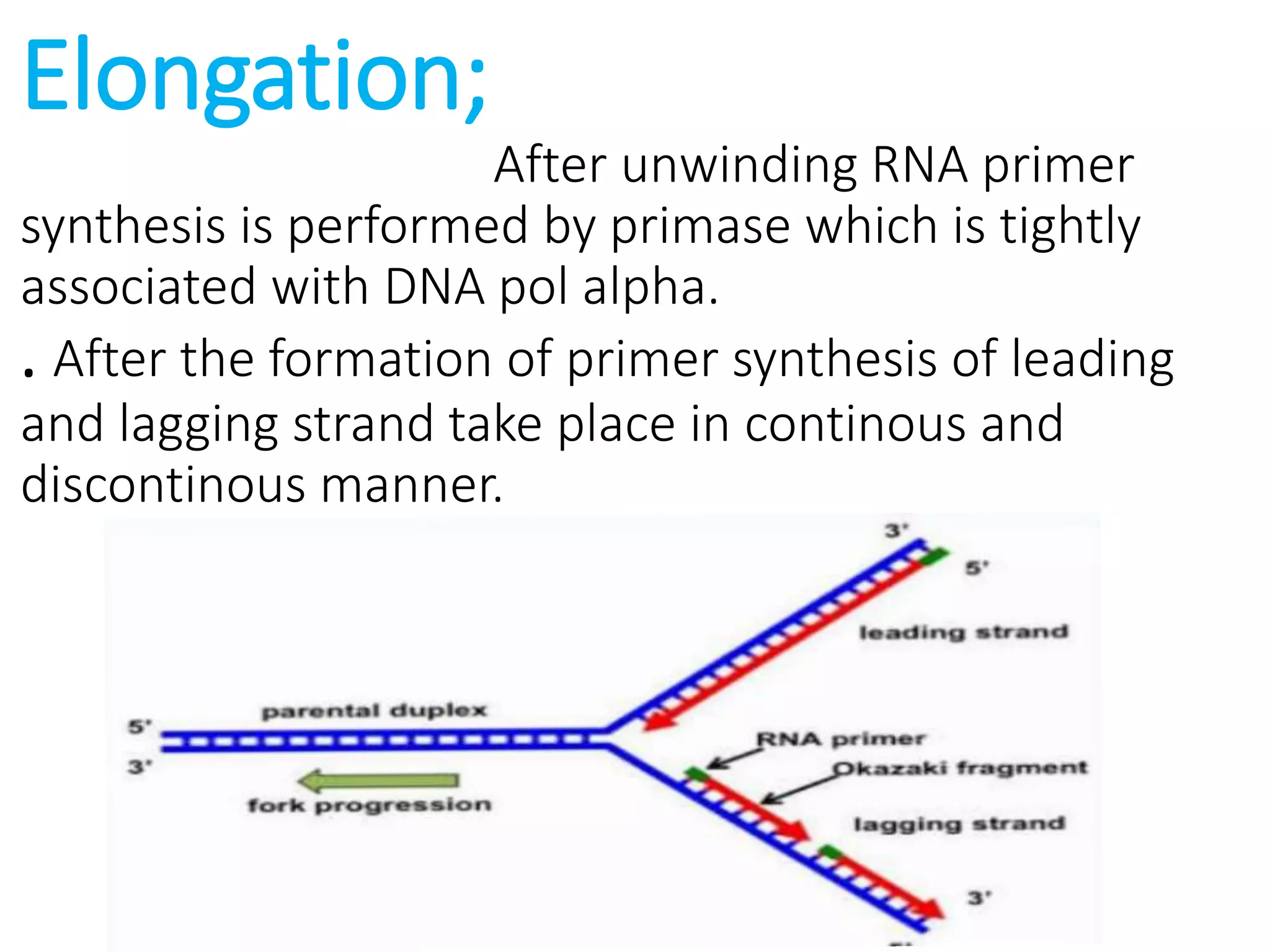 Dna replication in eukaryotes | PPTX
