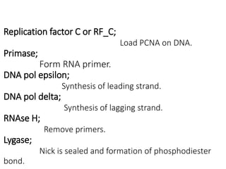 Dna replication in eukaryotes | PPTX