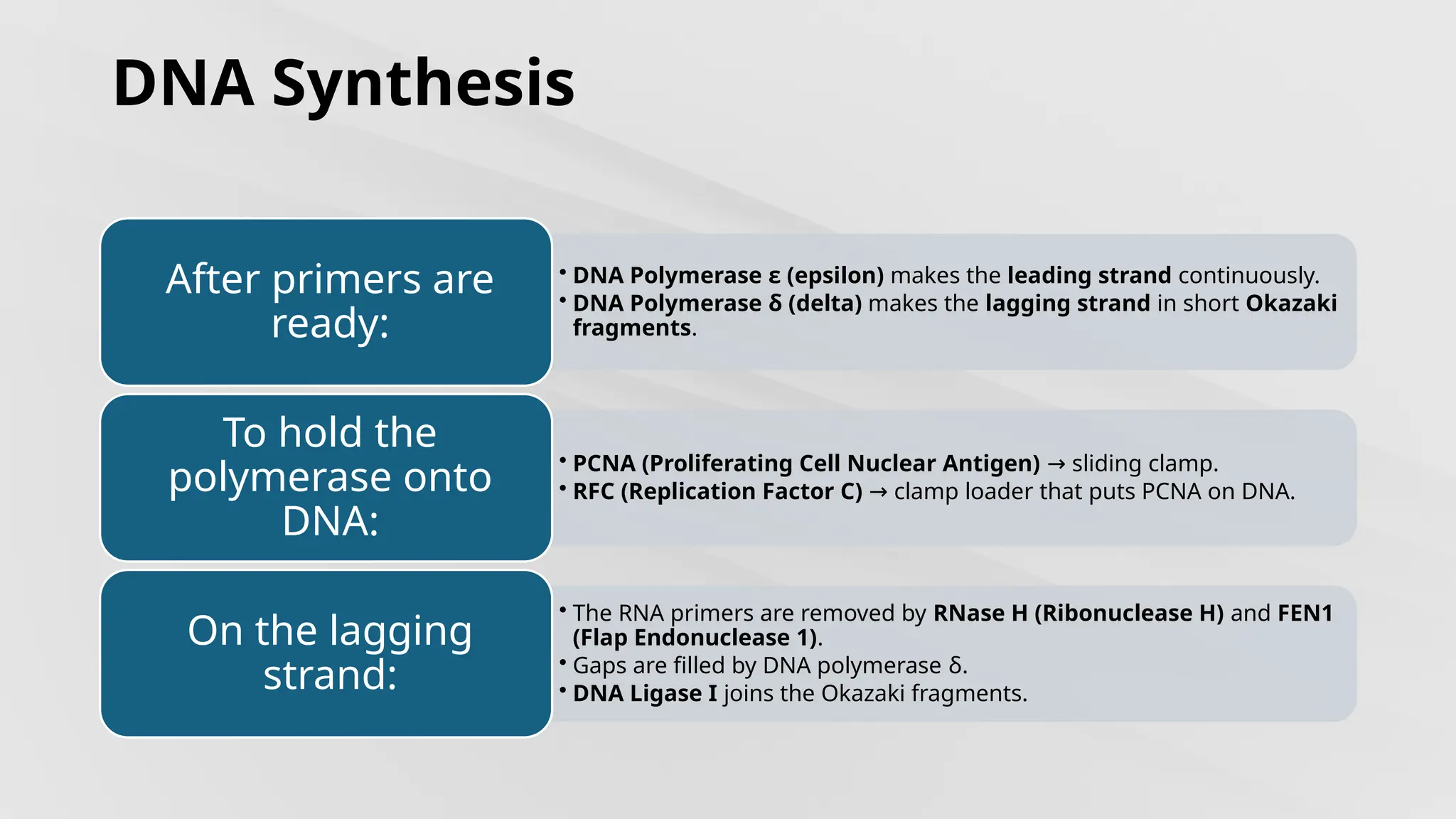 DNA Replication in Eukaryotes (A simplified version).pptx