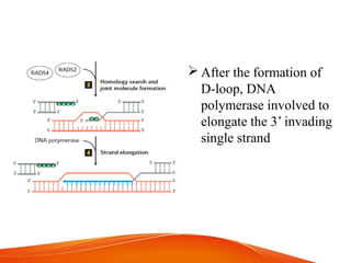Dna replication in prokaroytes and in eukaryotes | PPT