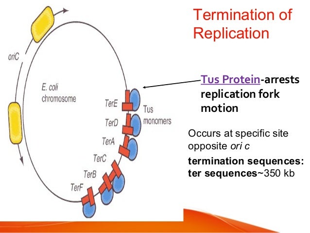 Dna replication in prokaroytes and in eukaryotes