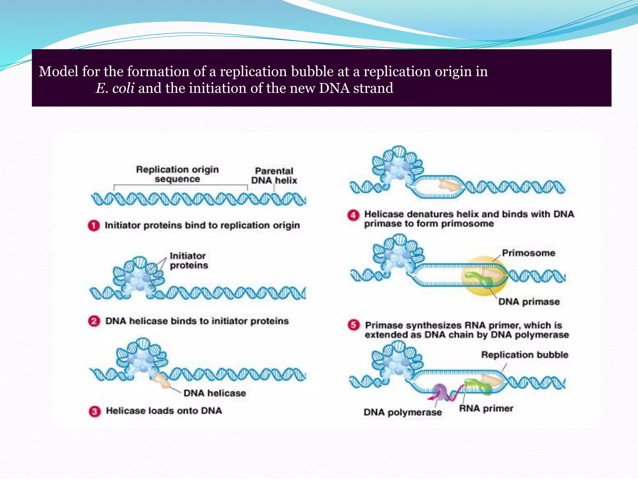 Dna Replication In Prokaryotes Pptx