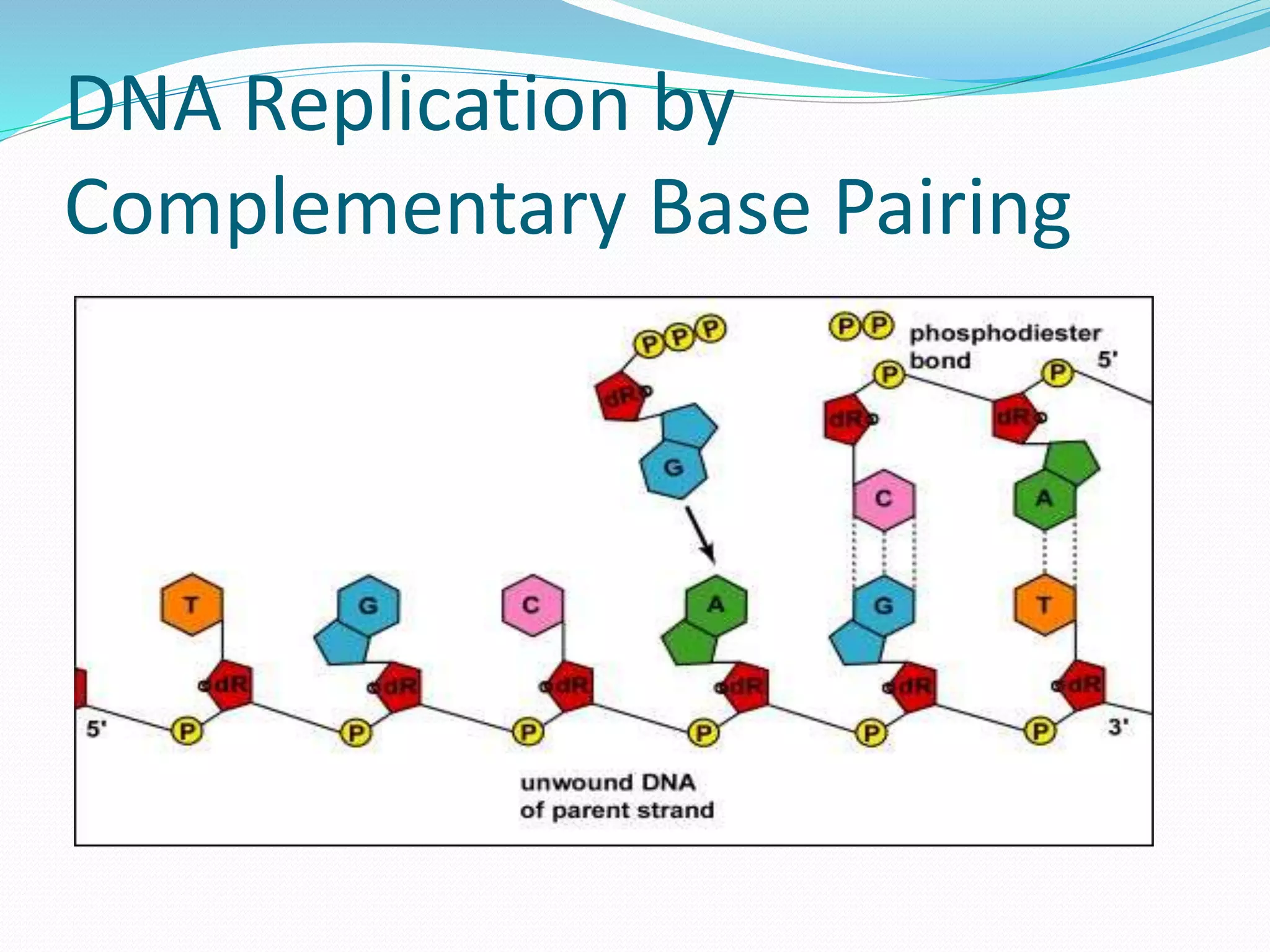 Dna replication in prokaryotes | PPTX