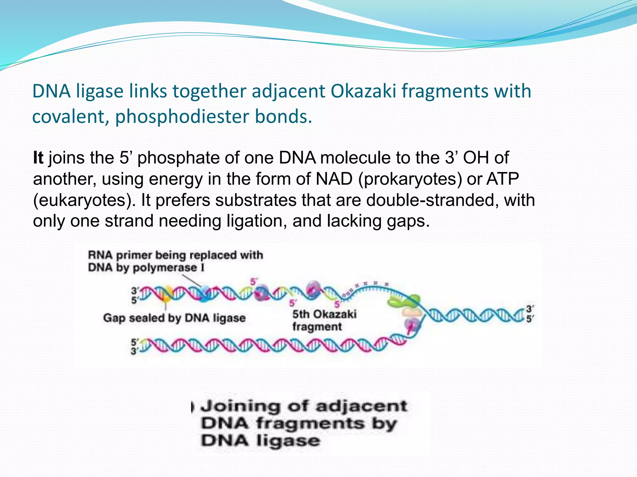 Dna replication in prokaryotes | PPTX