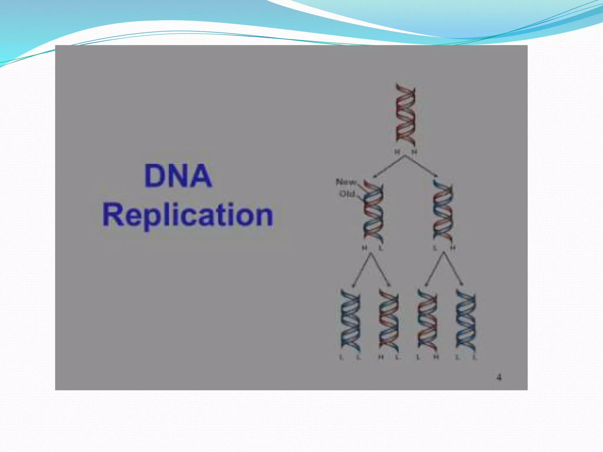 Dna replication in prokaryotes | PPTX | Chemistry | Science