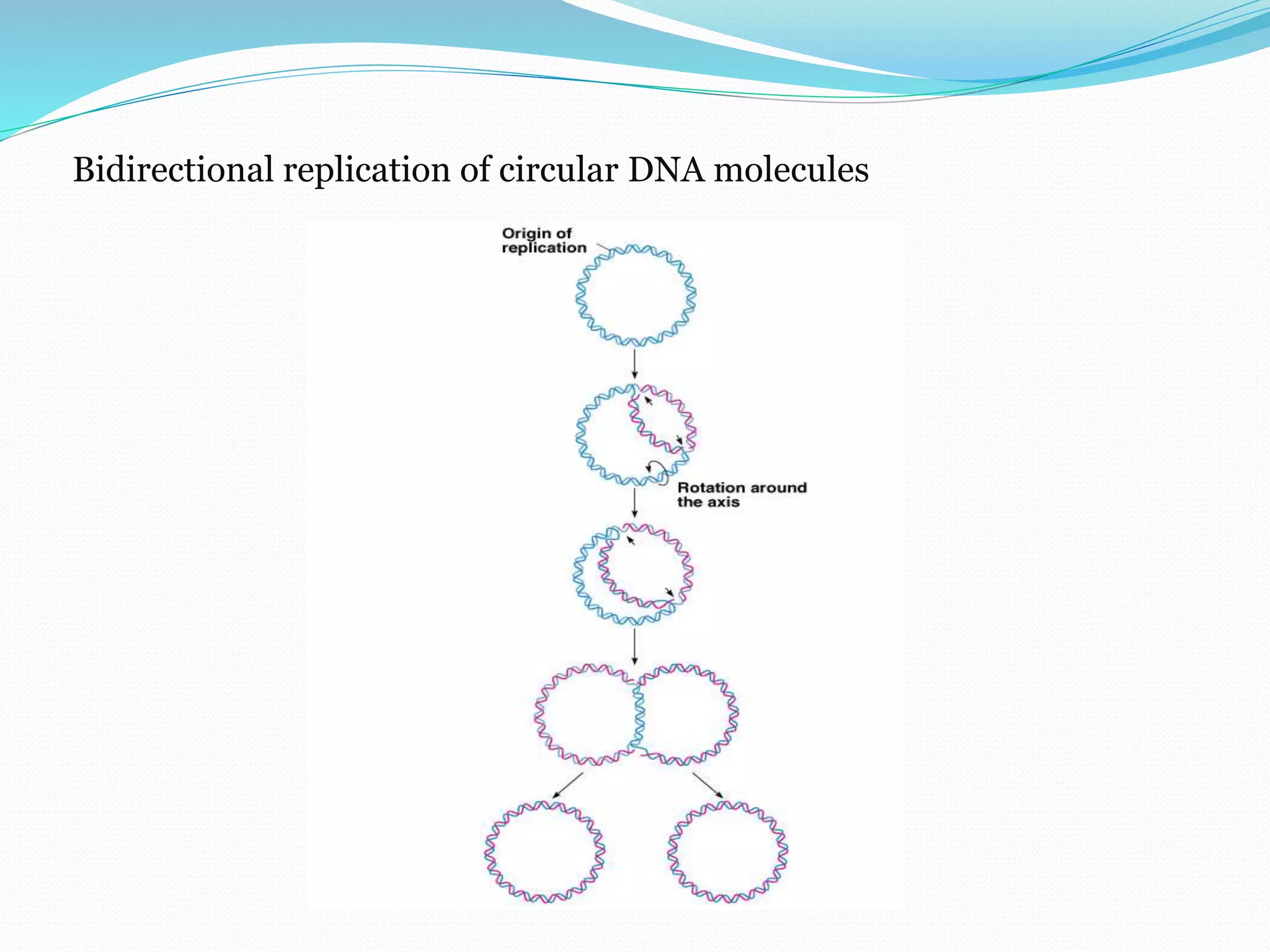 Dna replication in prokaryotes | PPTX