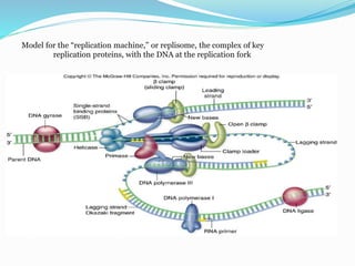 Dna replication in prokaryotes | PPTX