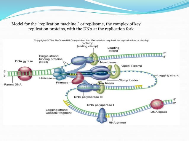 Dna replication in prokaryotes | PPTX | Chemistry | Science