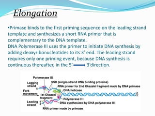 Dna replication in prokaryotes | PPTX