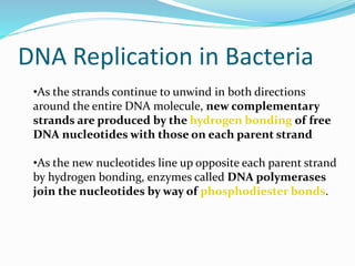 Dna replication in prokaryotes | PPTX