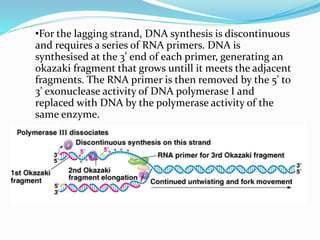 Dna replication in prokaryotes | PPTX