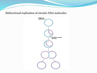 Dna replication in prokaryotes | PPTX