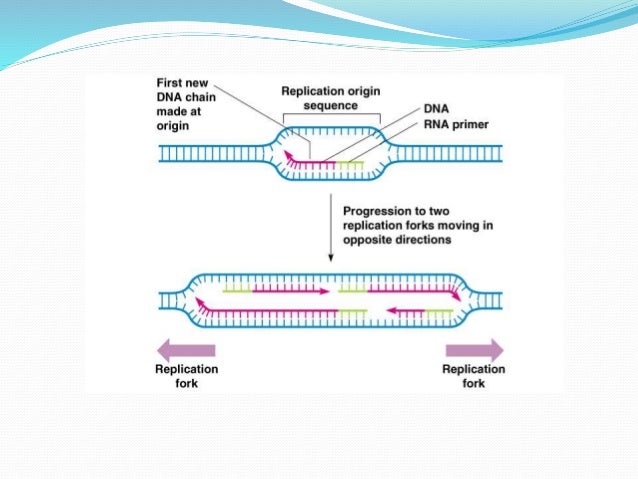 Dna replication in prokaryotes