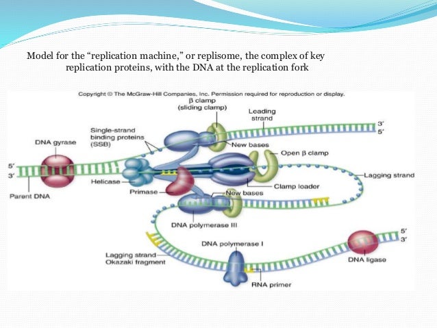 Dna replication in prokaryotes