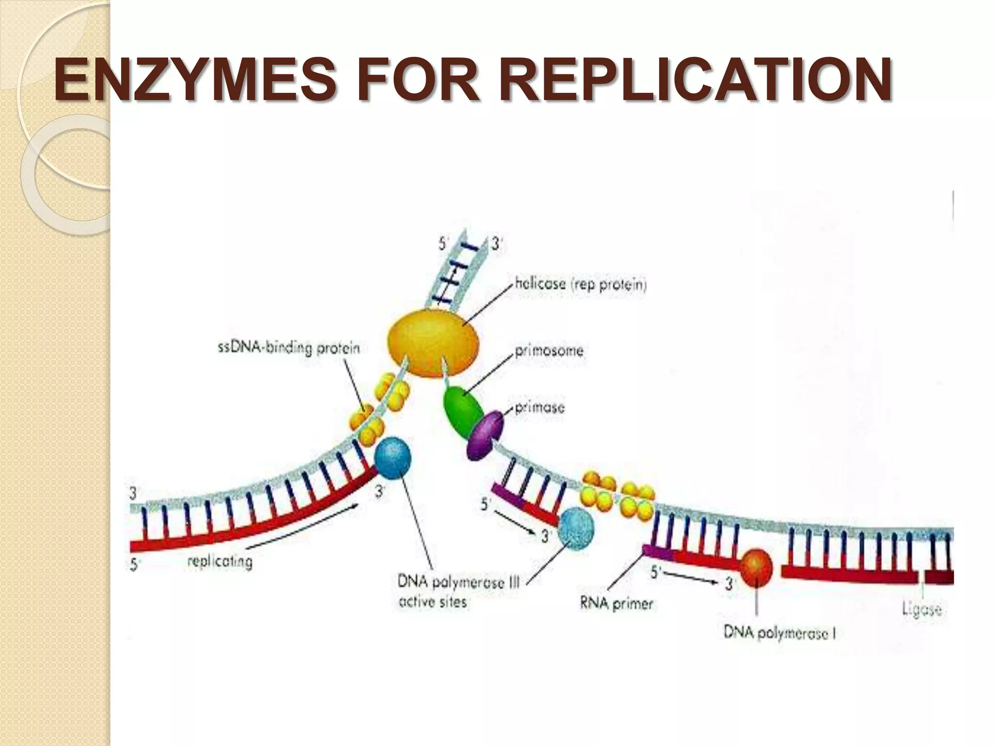 Dna replication in prokaryotes | PPTX