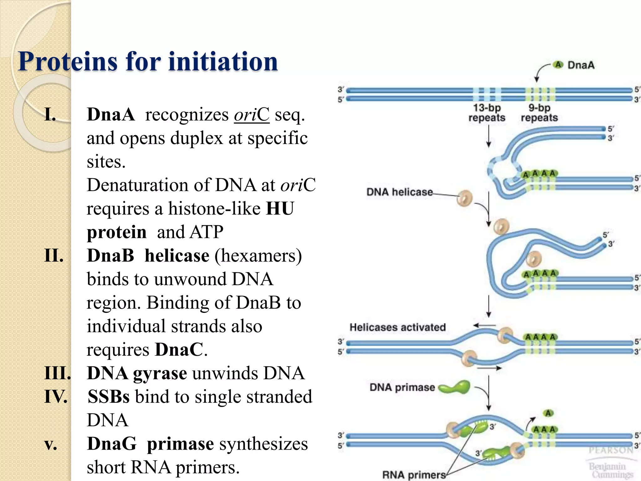 Dna replication in prokaryotes | PPTX