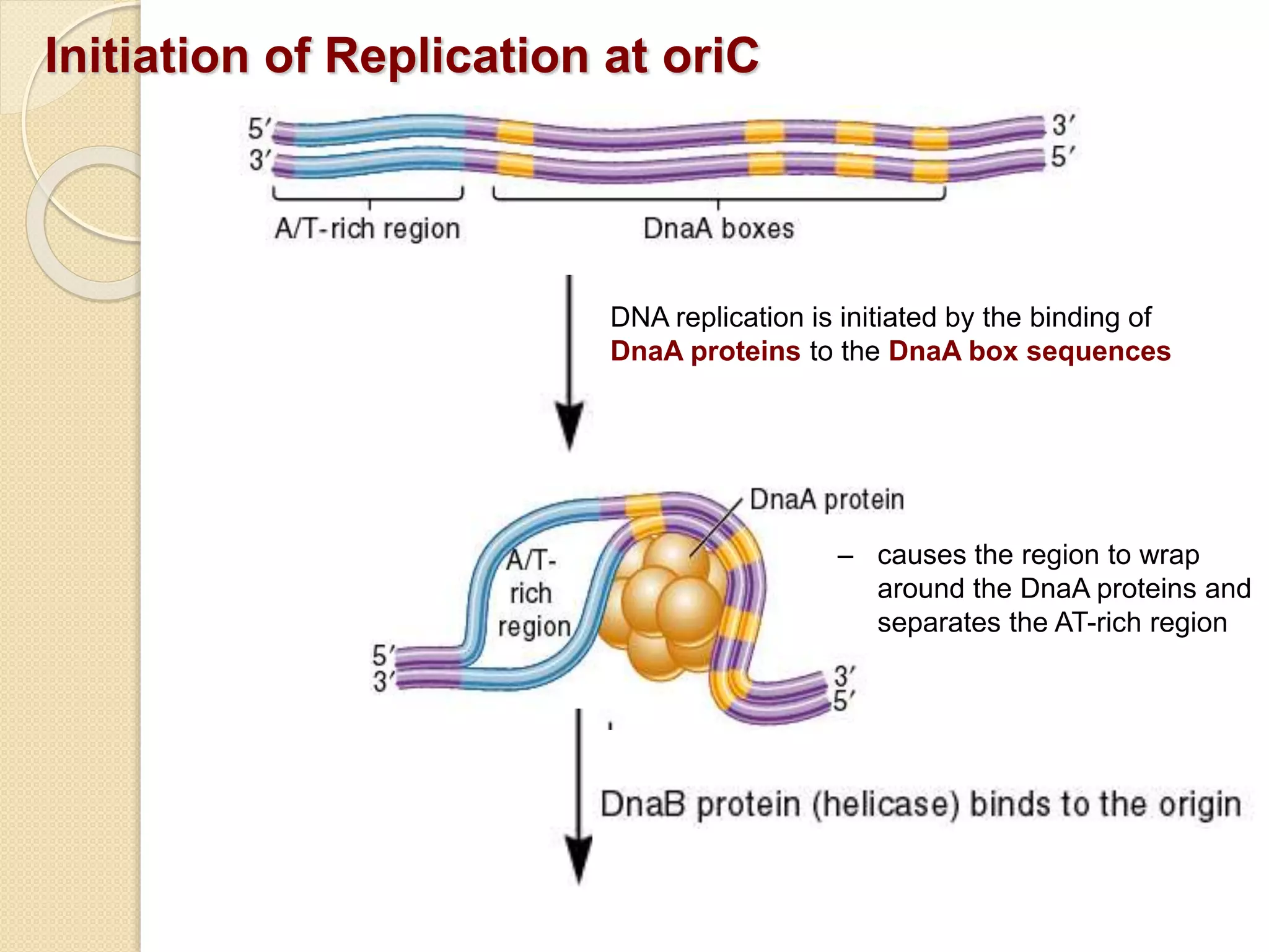 Dna replication in prokaryotes | PPTX