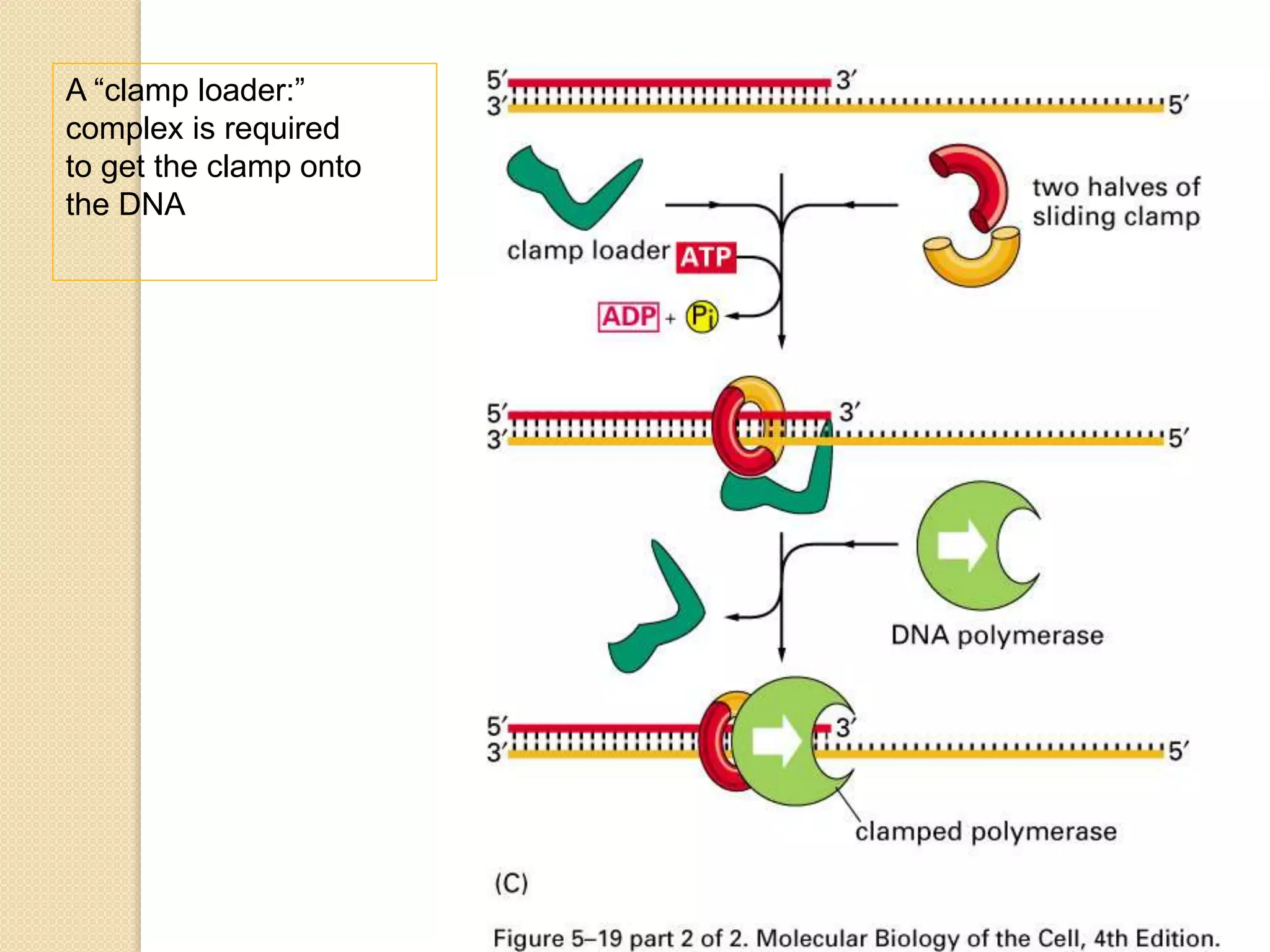 Dna Replication In Prokaryotes Ppt