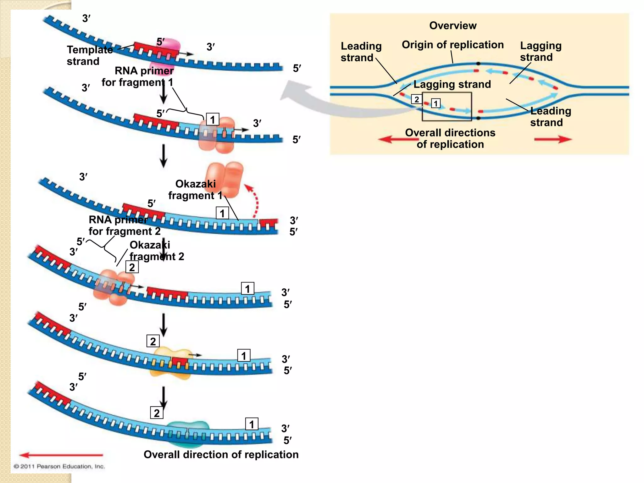Dna Replication In Prokaryotes Pptx
