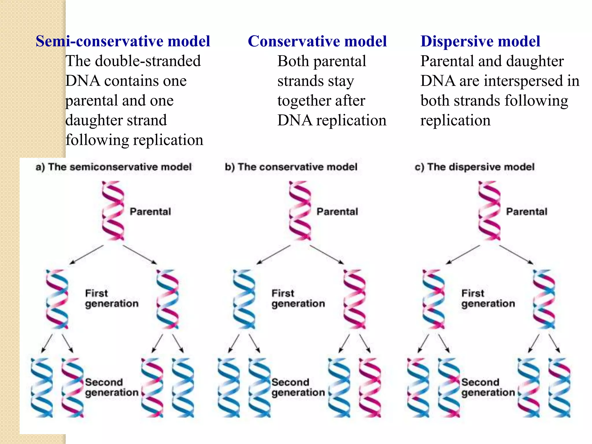 Dna replication in prokaryotes | PPTX