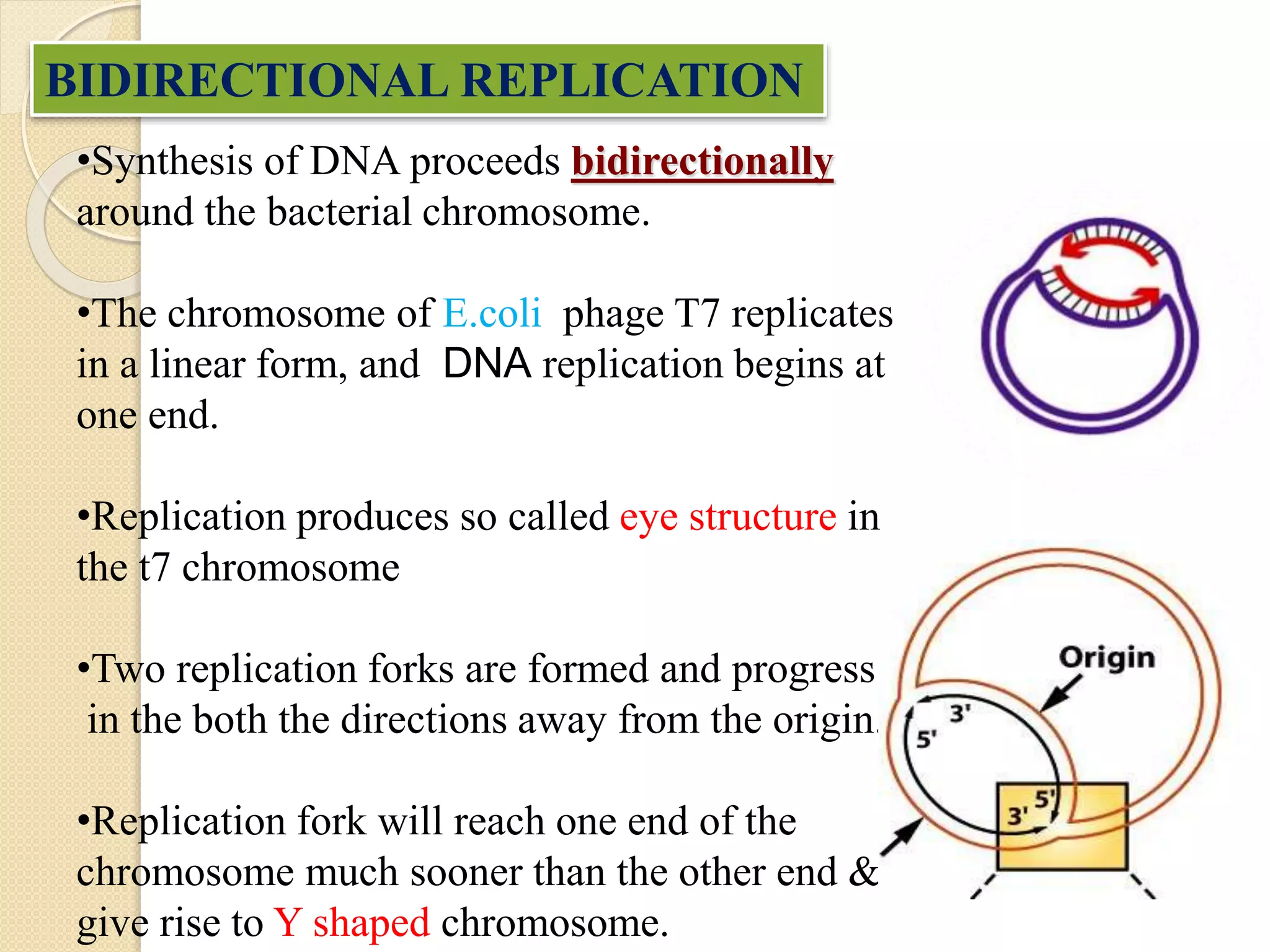 Dna replication in prokaryotes | PPTX