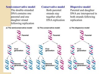 Dna replication in prokaryotes | PPTX