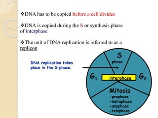 Dna replication in prokaryotes | PPTX