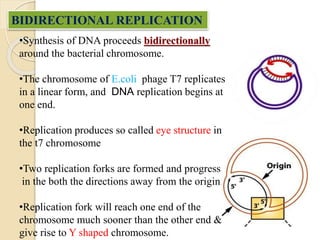 Dna replication in prokaryotes | PPTX