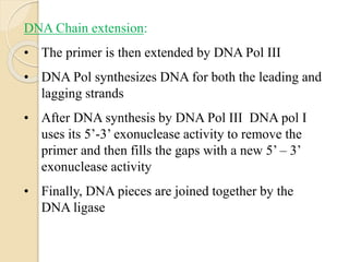 Dna replication in prokaryotes | PPT