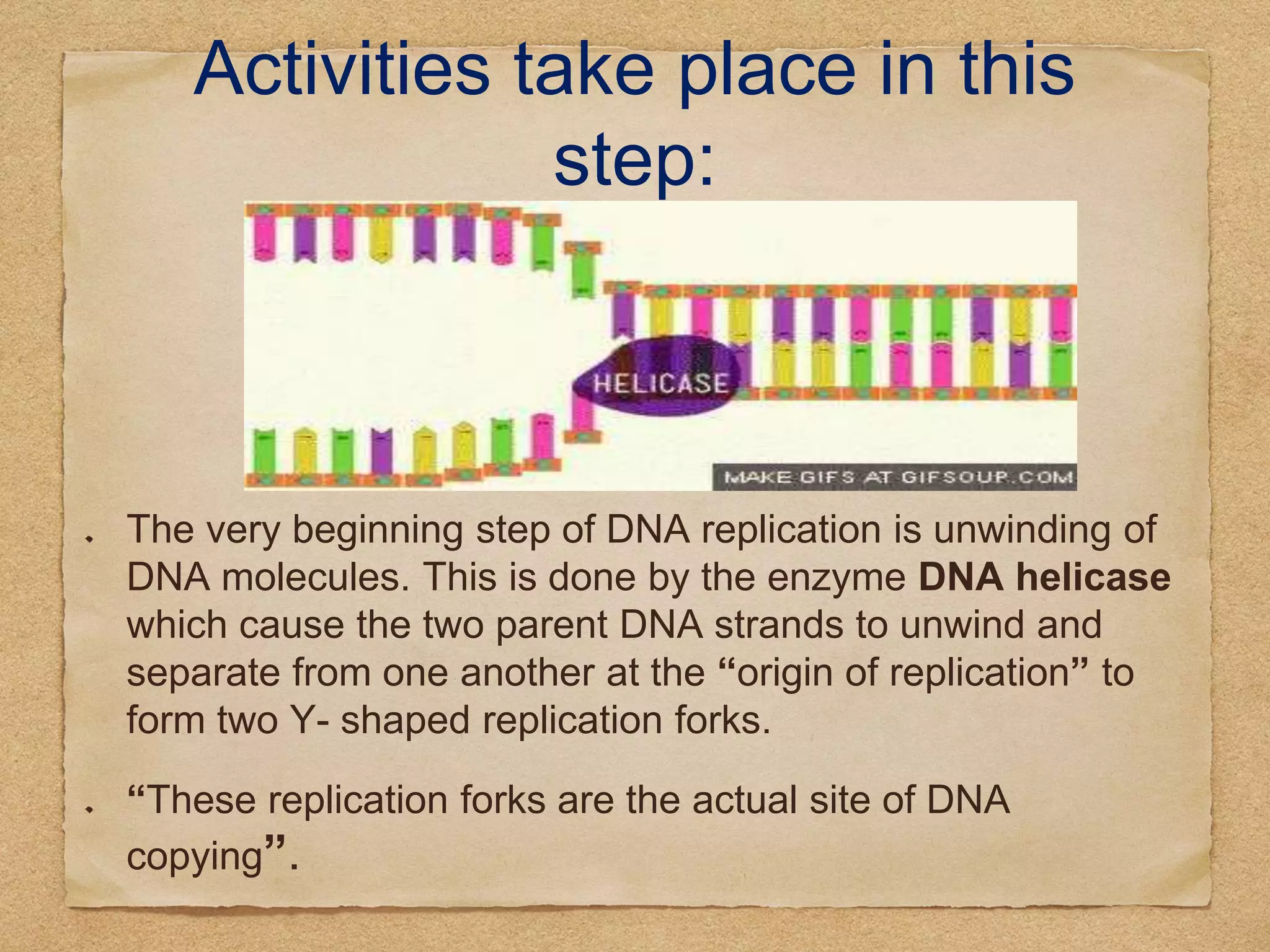 Dna Replication In Prokaryotes | PPTX
