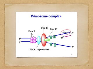 Dna Replication In Prokaryotes | PPTX