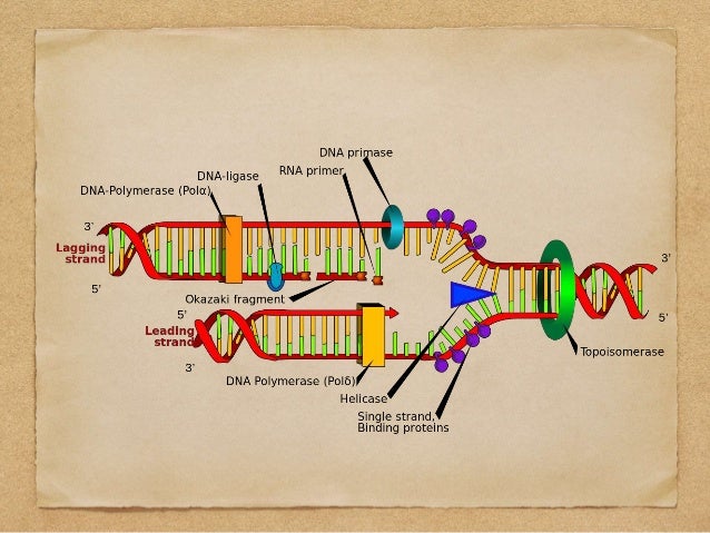 Dna Replication In Prokaryotes