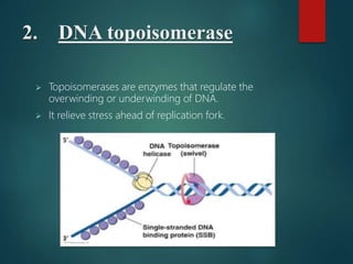 Dna replication in prokaryotes | PPTX