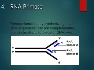 Dna replication in prokaryotes | PPTX
