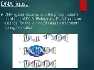 Dna replication in prokaryotes | PPTX