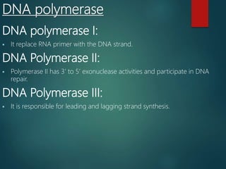 Dna replication in prokaryotes | PPTX | Chemistry | Science