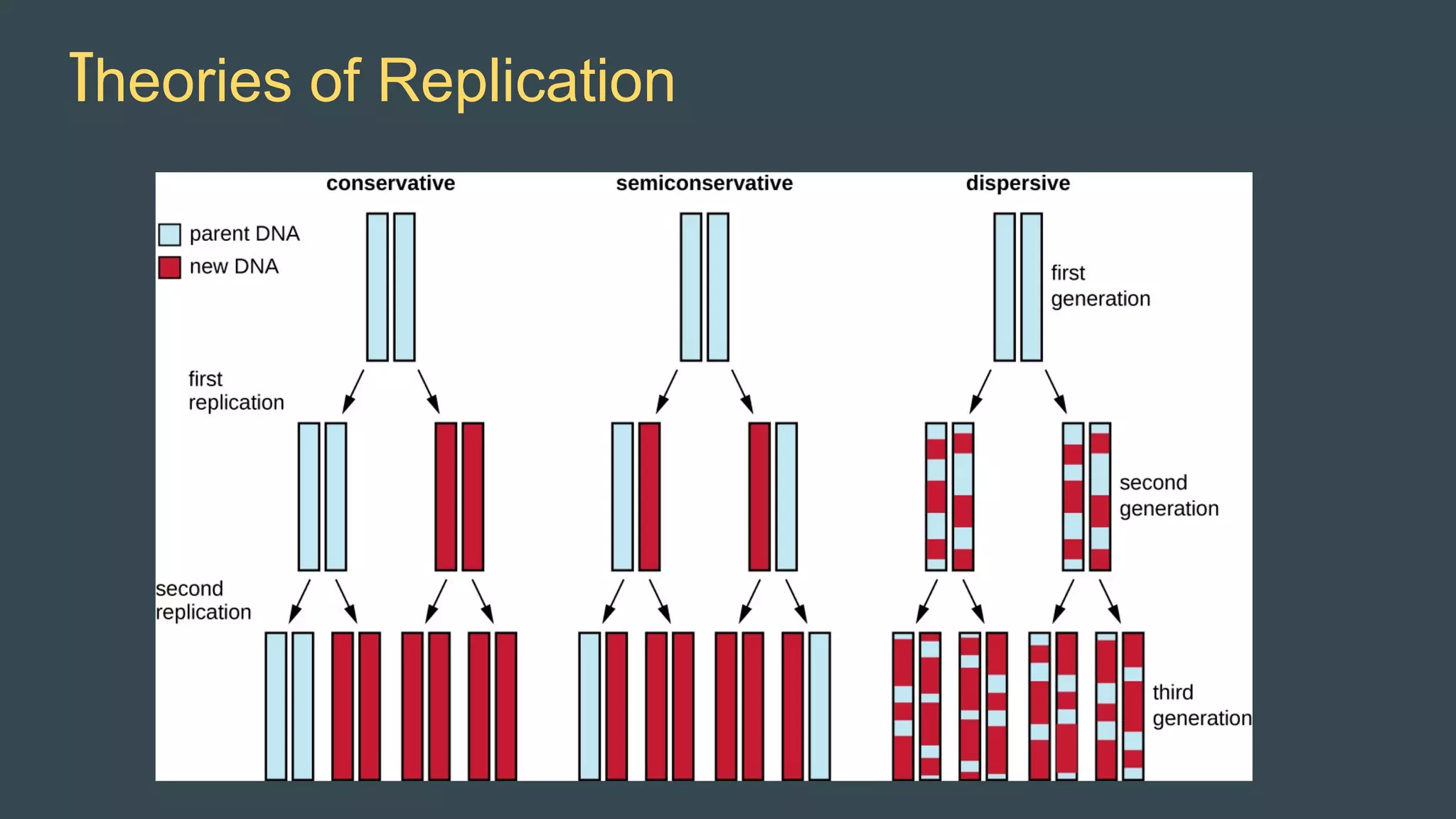 Dna replication in prokaryotes | PDF