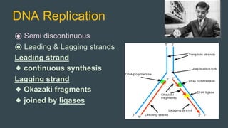 Dna replication in prokaryotes | PDF