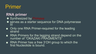 Dna replication in prokaryotes | PDF