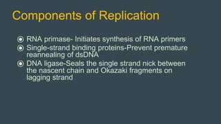 Dna replication in prokaryotes | PDF