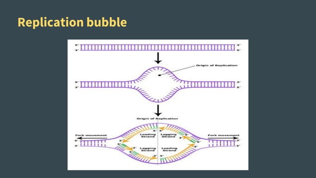 Dna replication in prokaryotes | PPT