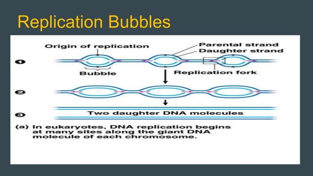 Dna replication in prokaryotes | PPT