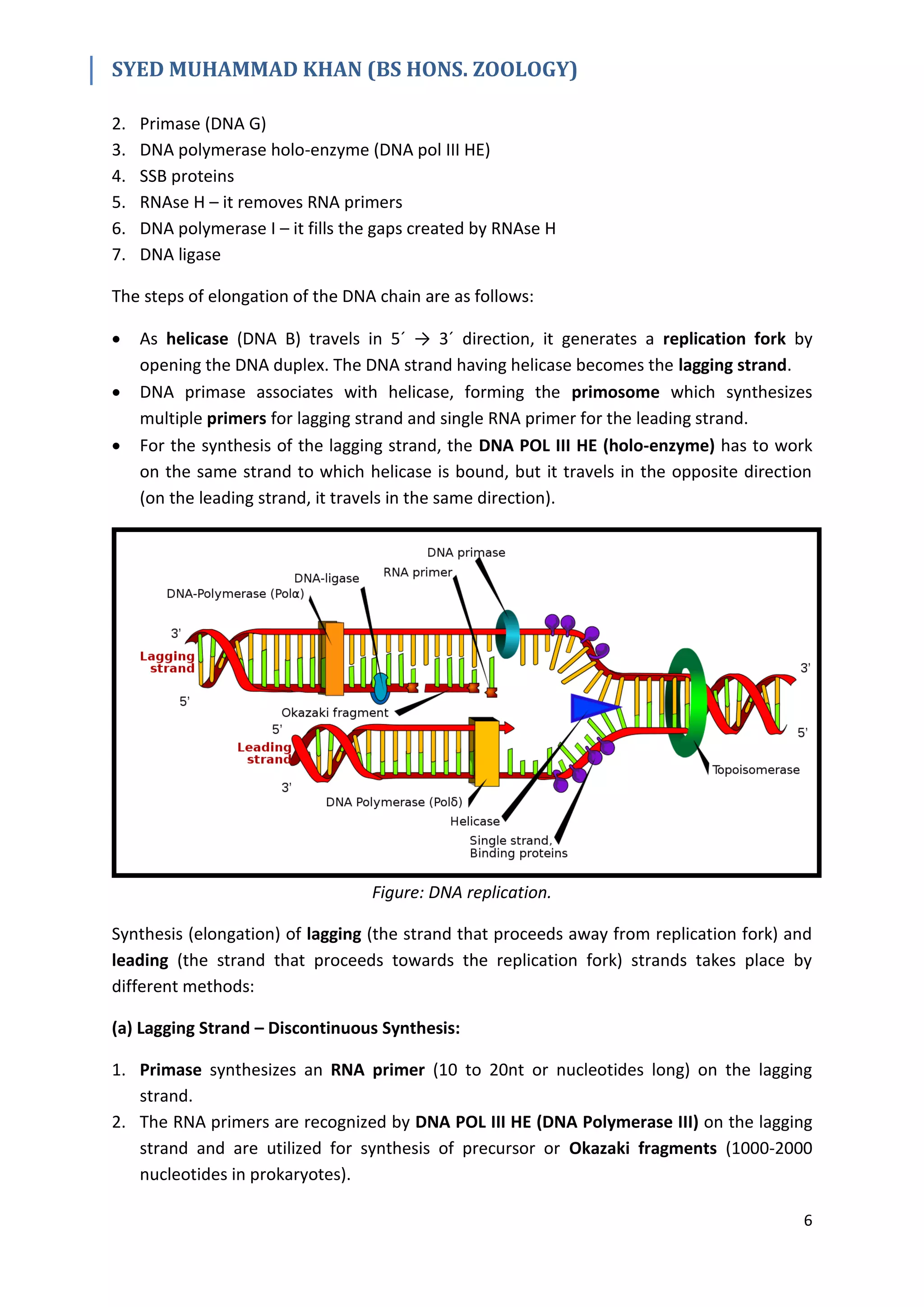 Dna Replication In Prokaryotes Pdf
