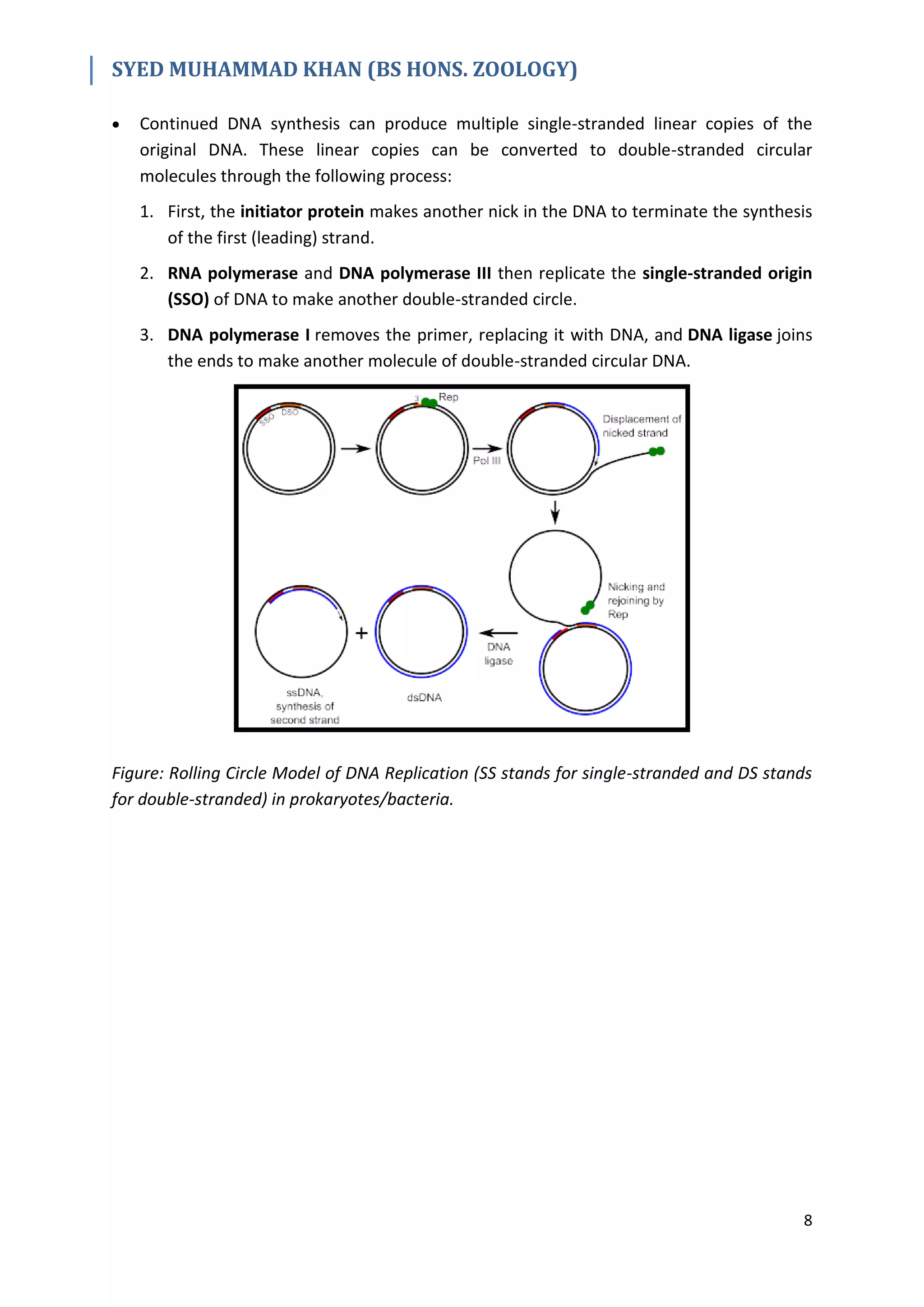 DNA Replication in Prokaryotes | PDF