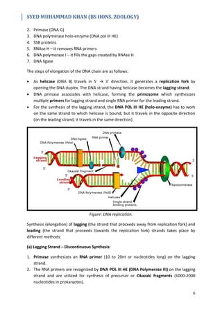 Prokaryotic Dna Replication Lagging Strand