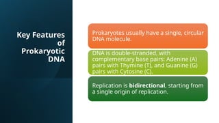DNA Replication in Prokaryotes ( A simplified version).pptx
